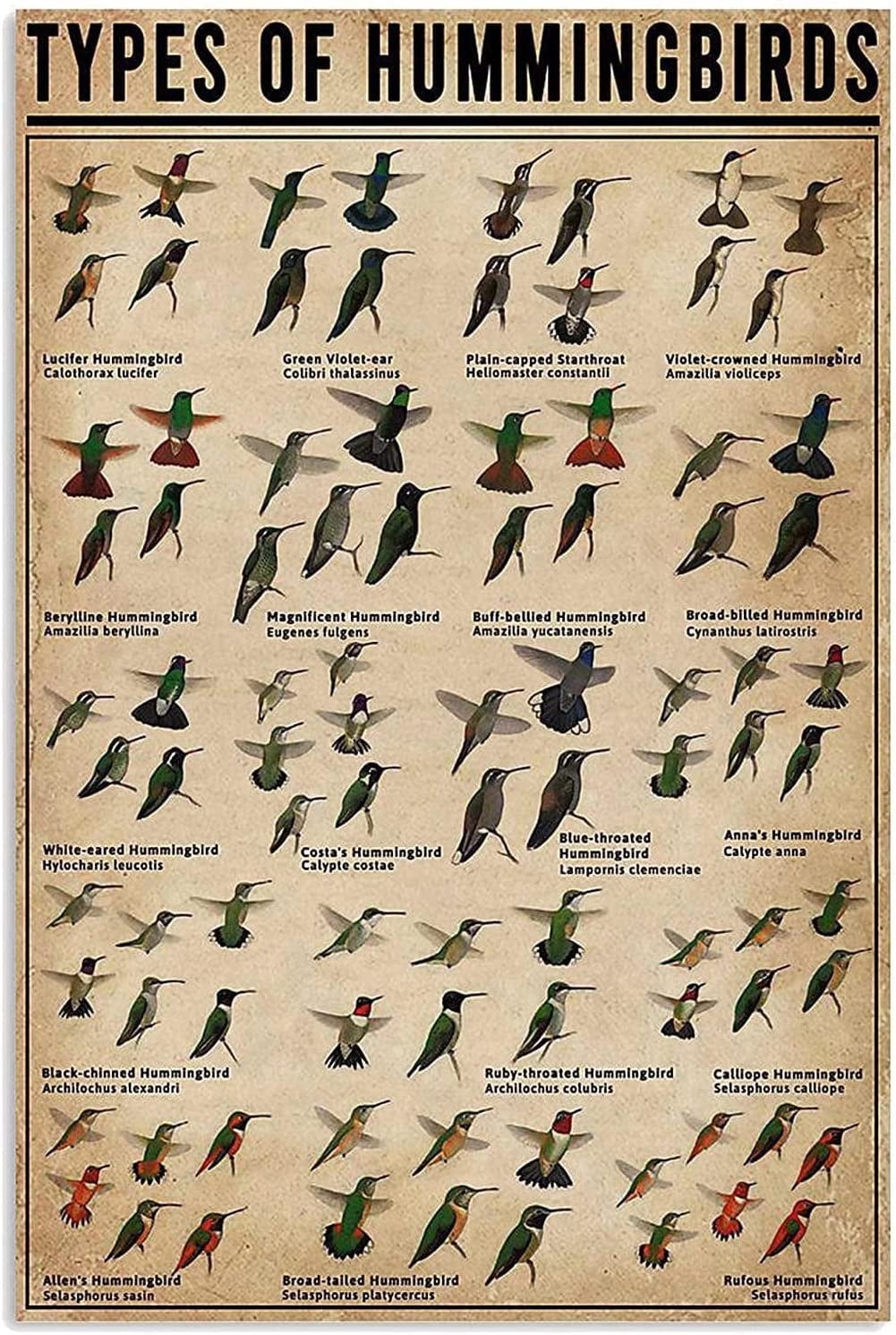 Types Of Hummingbirds Vintage Retro Collectible tin Sign Wall ...