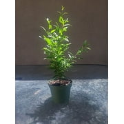 Box Tree Plant