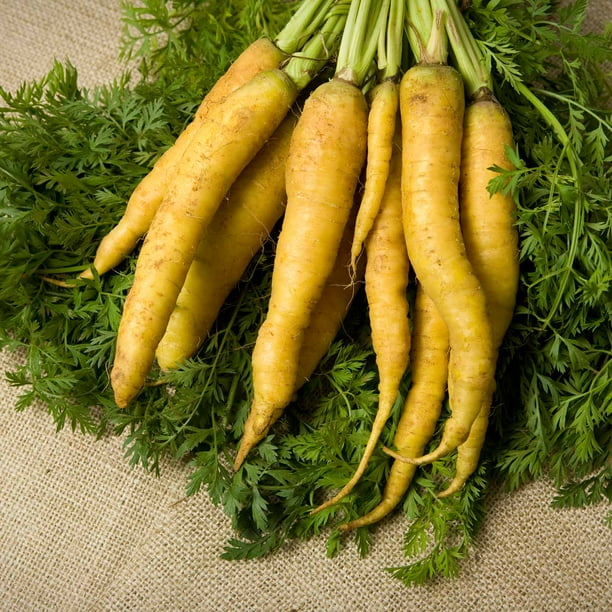 Yellow Carrot Garden Seeds - 1 Lb Bulk - Non-GMO, Heirloom Vegetable ...