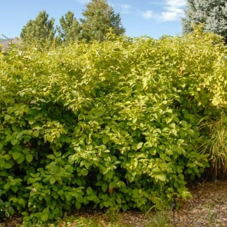 Yellow Twig Dogwood Images