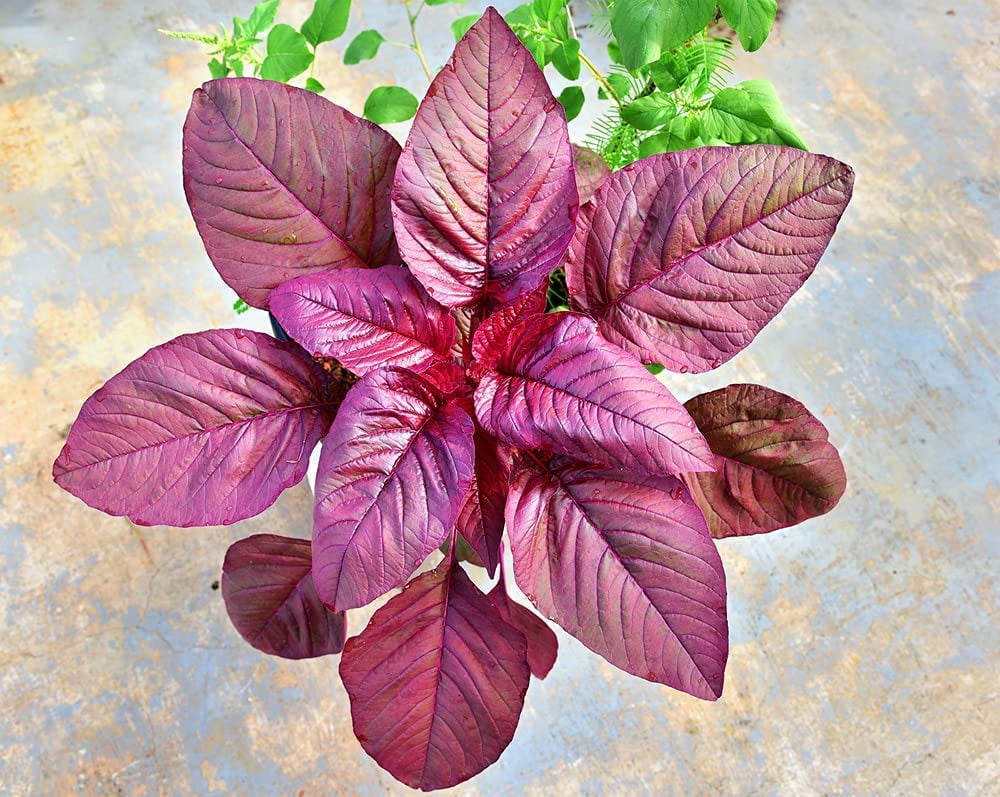 Red Spinach Seeds