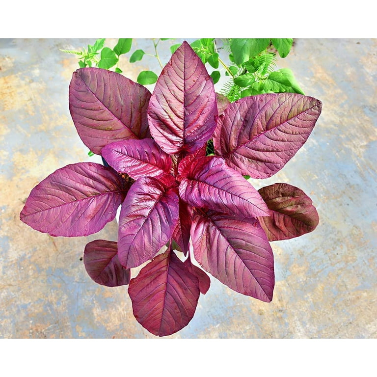 Red Spinach Plant