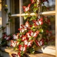 Giant Clematis Vine For Planting Ideal for Gardening Deer Resistant ...
