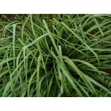 100 seeds Cymbopogon martinii - Palmarosa Grass- Perennial - Luxuriant ...
