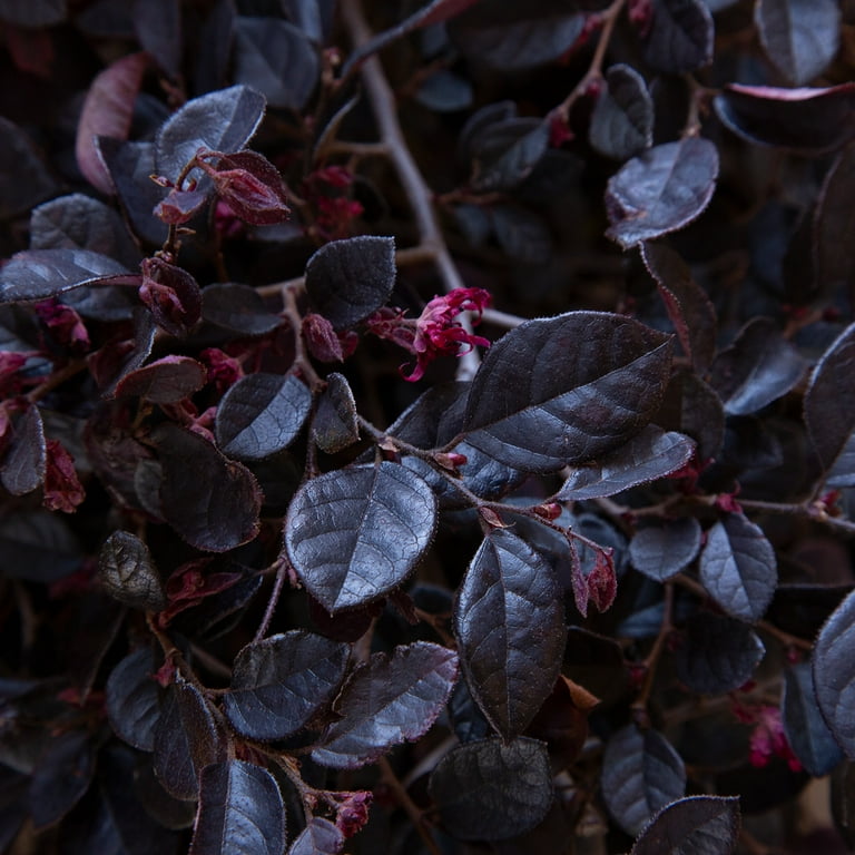 Southern Living Purple Diamond Loropetalum