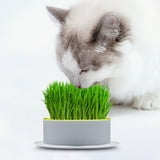 RKZDSR Soilless Hydroponic Cultivation Of Small Grass And Vegetables In ...