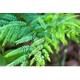 10 Thornless HONEYLOCUST Gleditsia Triacanthos Inermis Imperial Honey ...