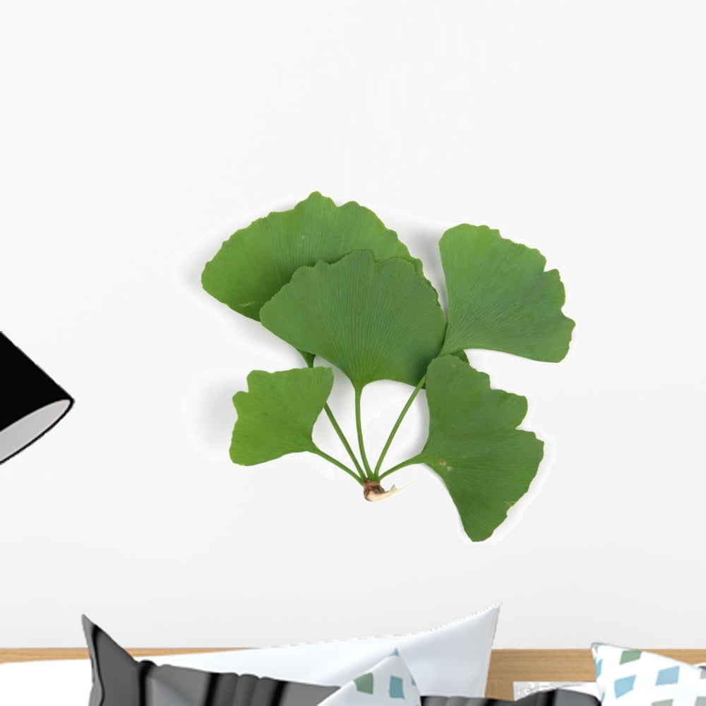 Ginkgo Leaf Wall Decal by Wallmonkeys Peel and Stick Graphic (18 in W x ...