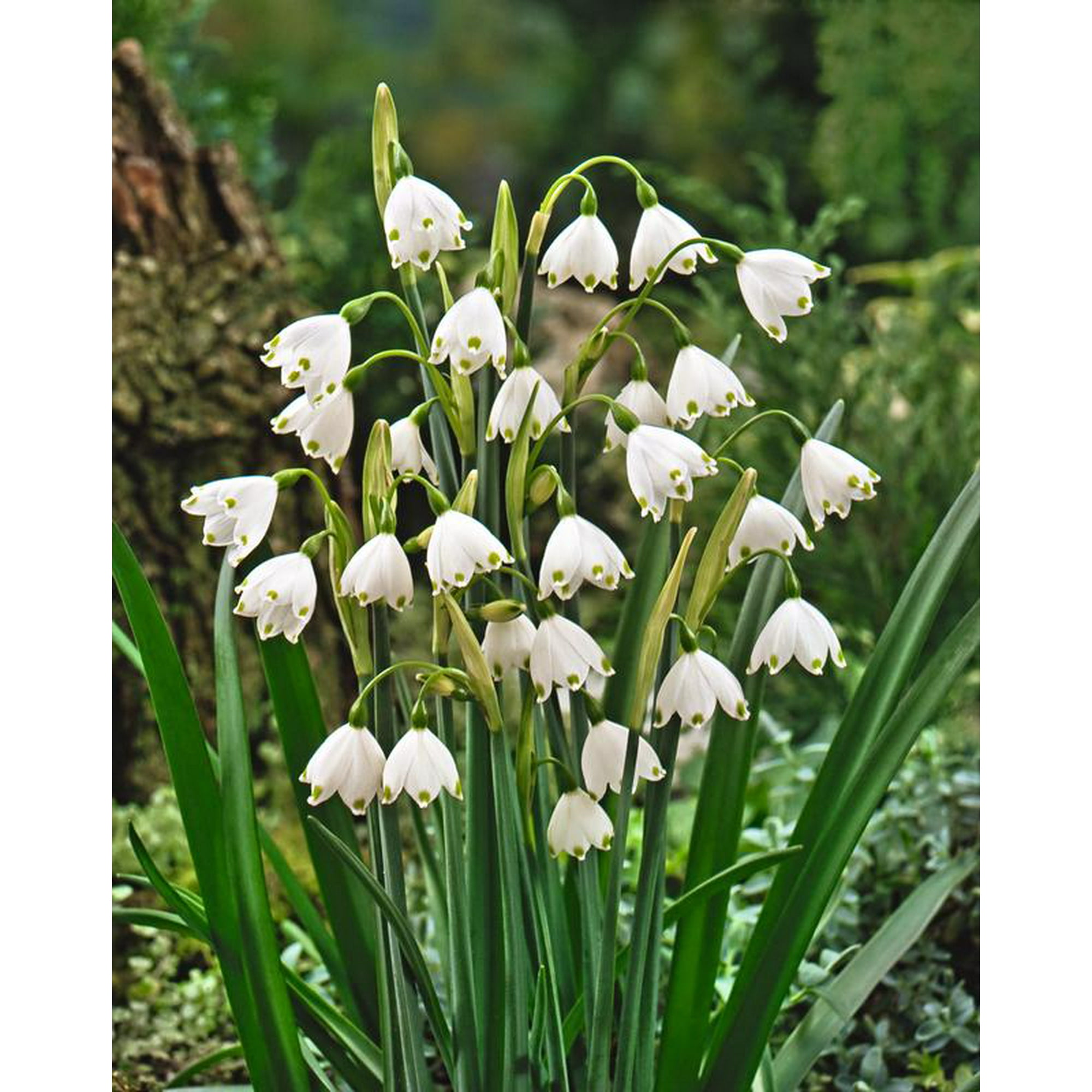 Click here for Tasc Leucojum Aestivum prices