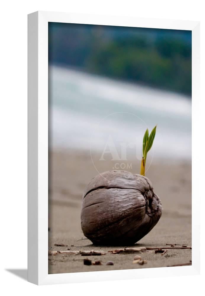Sprouting Coconut Palm Tree on Beach Photo Poster Print, Framed Art ...