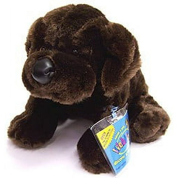 Chocolate Lab Blue Eyes