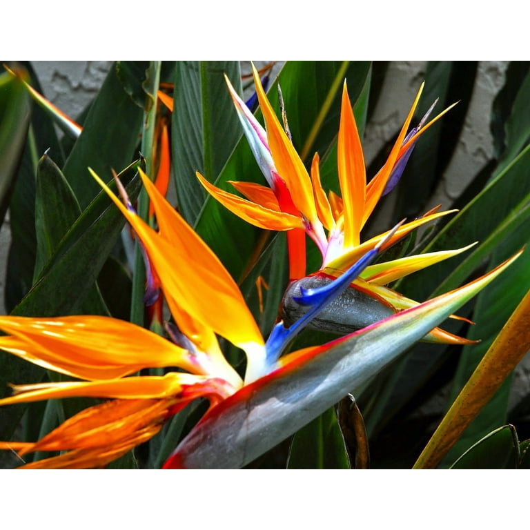 Strelitzia Reginae Dwarf
