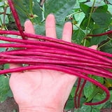 Asian Red Long Bean Seeds for Planting (30 Seeds) - Red Cowpea ...