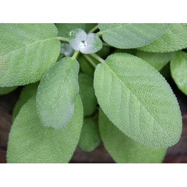 Bulk Seeds, Crazy Mix Cosmos (Cosmos bipinnatus) Non-GMO Seeds - Ships ...