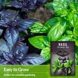 2 Packs Culinary Basil Seeds Mix - Non-GMO Heirloom Herb - Full Sun ...