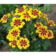 50 Pack, Carousel Mix Zinnia Elegans, Bicolor Flower Seeds in Mixed ...