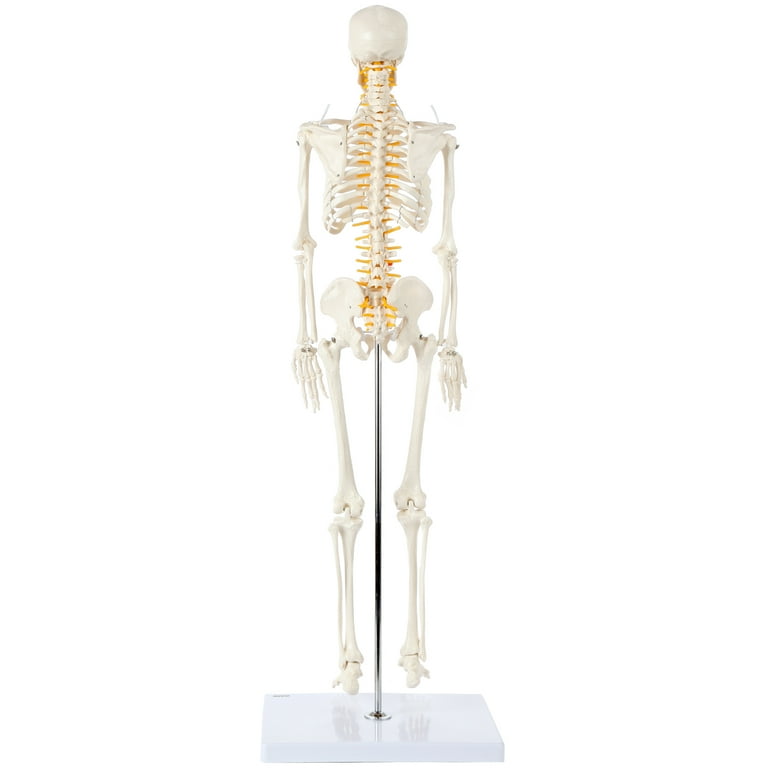 Human Skeleton Reference