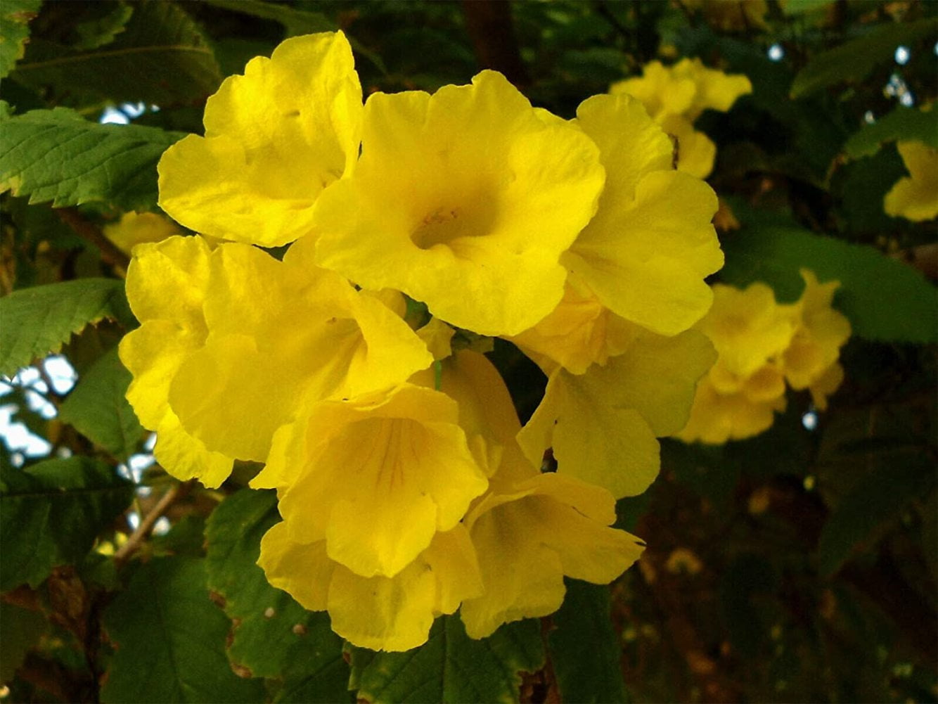 Home & Living 200 Tecoma stans Seeds Yellow trumpet Seeds Yellow Elder ...