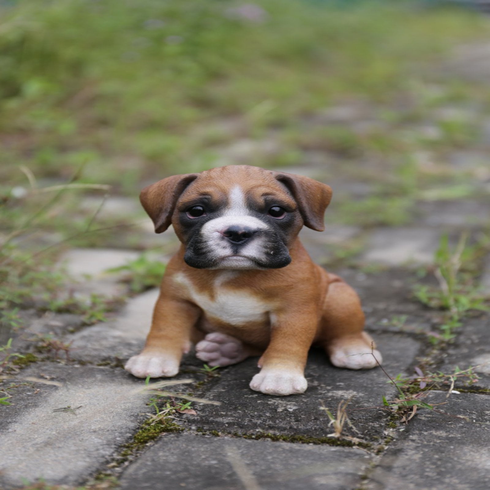 White Boxer Puppies