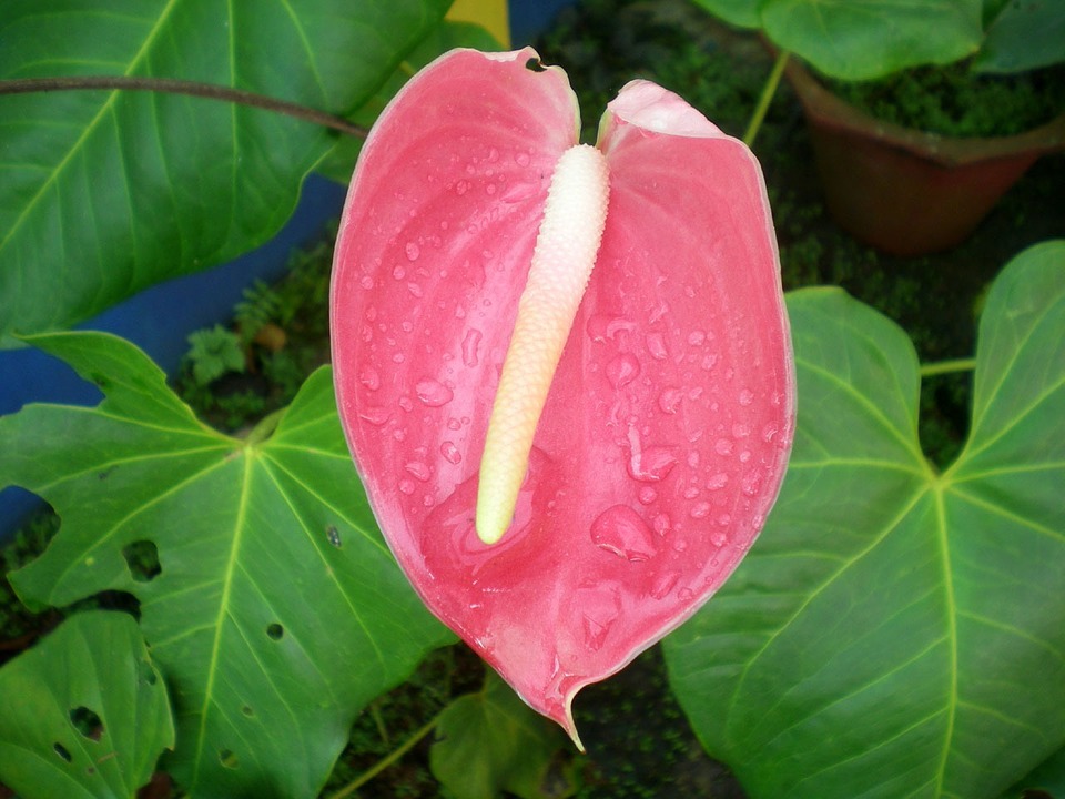 Anthurium Araceae Flower Plant Garden Flora-12 Inch BY 18 Inch ...