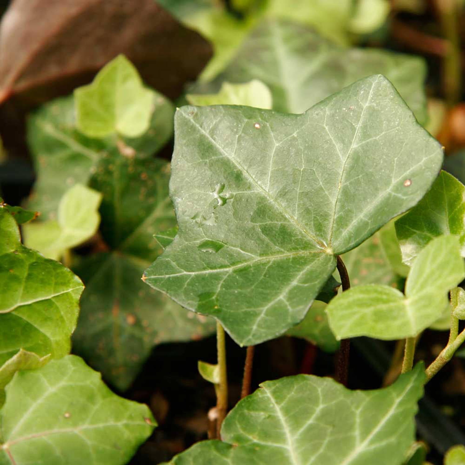 English Ivy - 54 Pack (3.25 In. Pots) Evergreen Groundcover Vine - Full ...