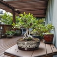 13 Inch Ceramic Bonsai Planter with Drainage Hole and Tray Round ...