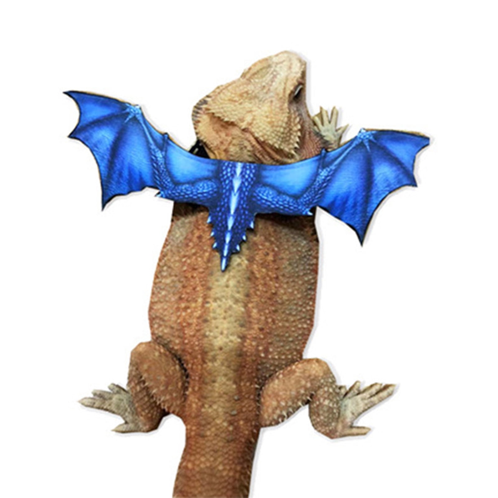 Blue Bearded Dragons