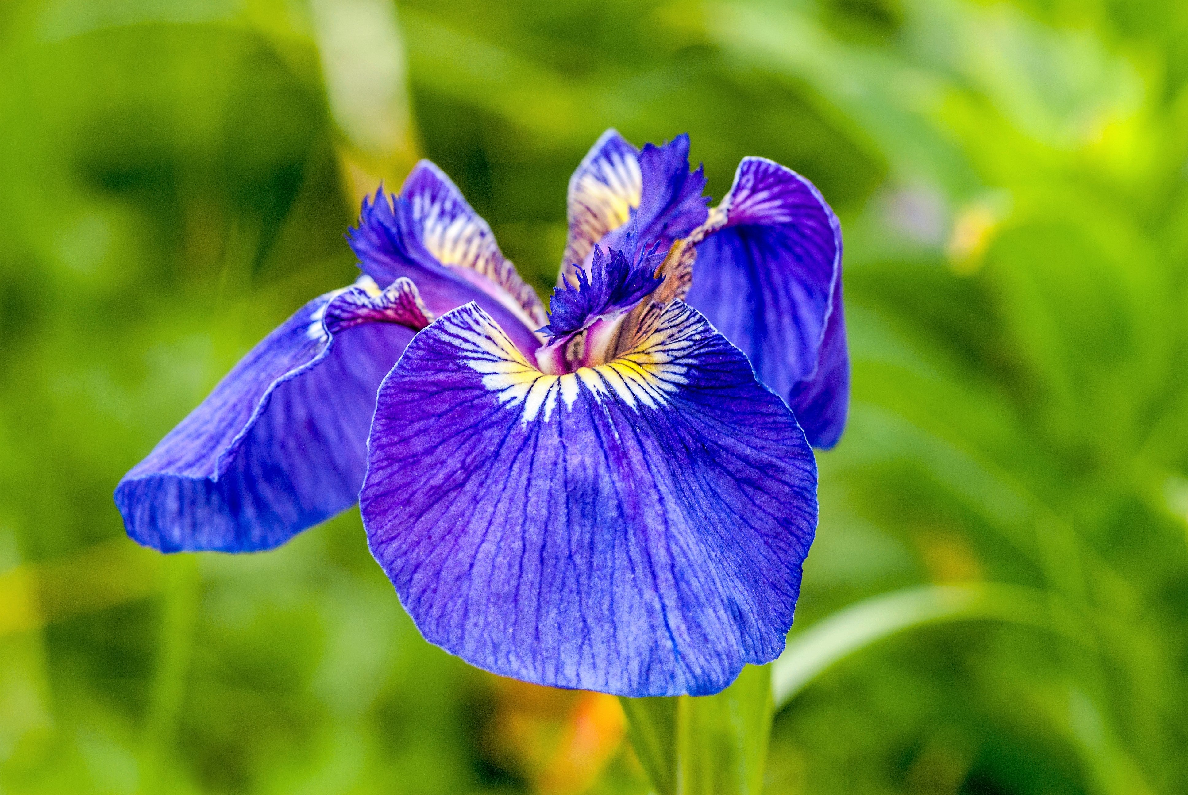 20 ALASKA IRIS Setosa Wild Flag Beachhead Blue Purple White Yellow ...