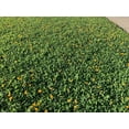 EcoTurf Perennial Peanut Grass - 3 Live Plants - Arachis Glabrata ...