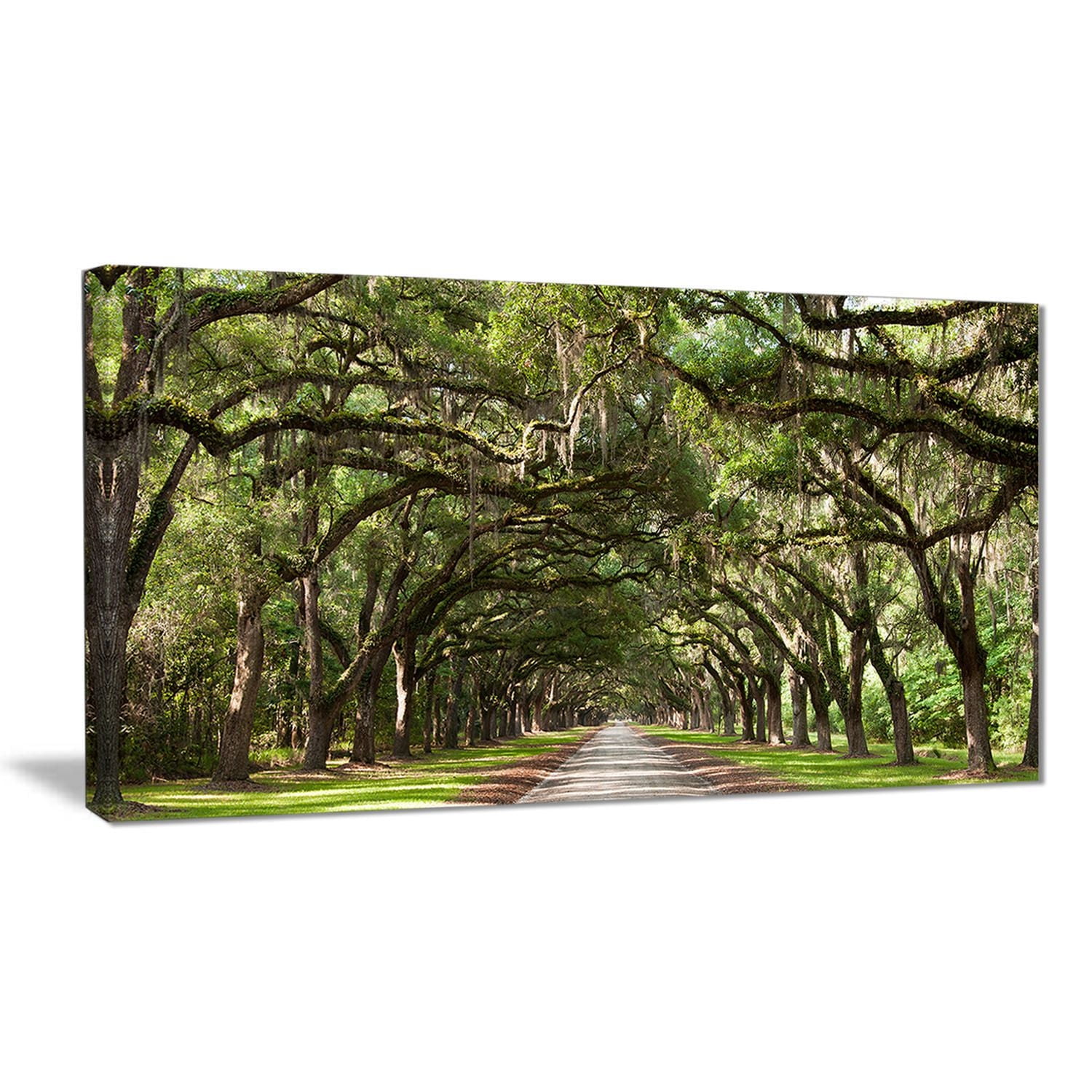 Click here for Designart Design Art Live Oak Tunnel Photography C... prices