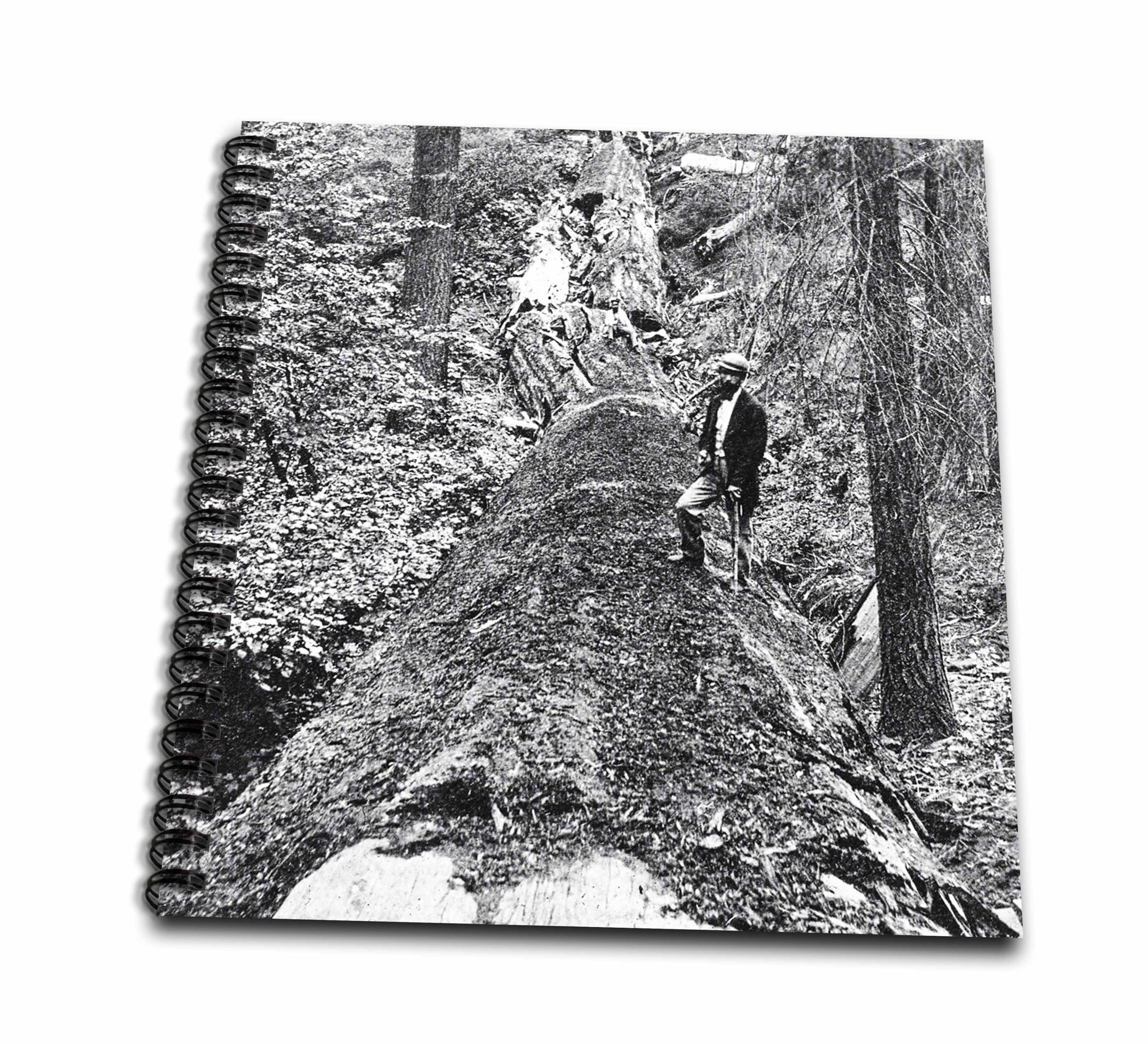 3dRose Vintage Lumberjack with Axe on Top of Fallen Redwood Tree - Mini ...