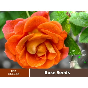 Rare Rose Seeds Red Yellow George Burns Rose Bush 20 Seeds - Walmart.com