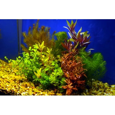 Easy Live Aquarium Plants Package - 7 Kinds - Anacharis, Amazon and ...