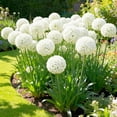 Giant Allium For Planting Ideal for Gardening Deer Resistant Variegated ...
