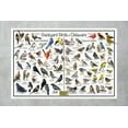 Backyard Birds of Delaware Bird Identification Poster - Birdwatching ...