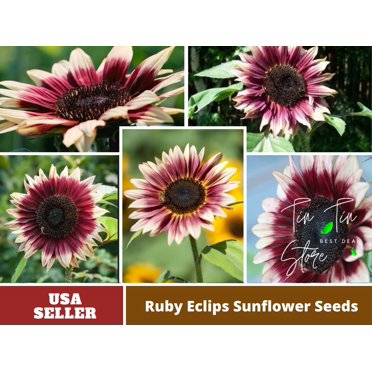 Ruby Passion Sunflower Flowering Seeds, 15 seeds per pack - Walmart.com
