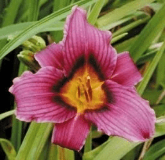 Grape Magic Daylily.....in 3.5 inch pot. One plant per pot - Walmart.com