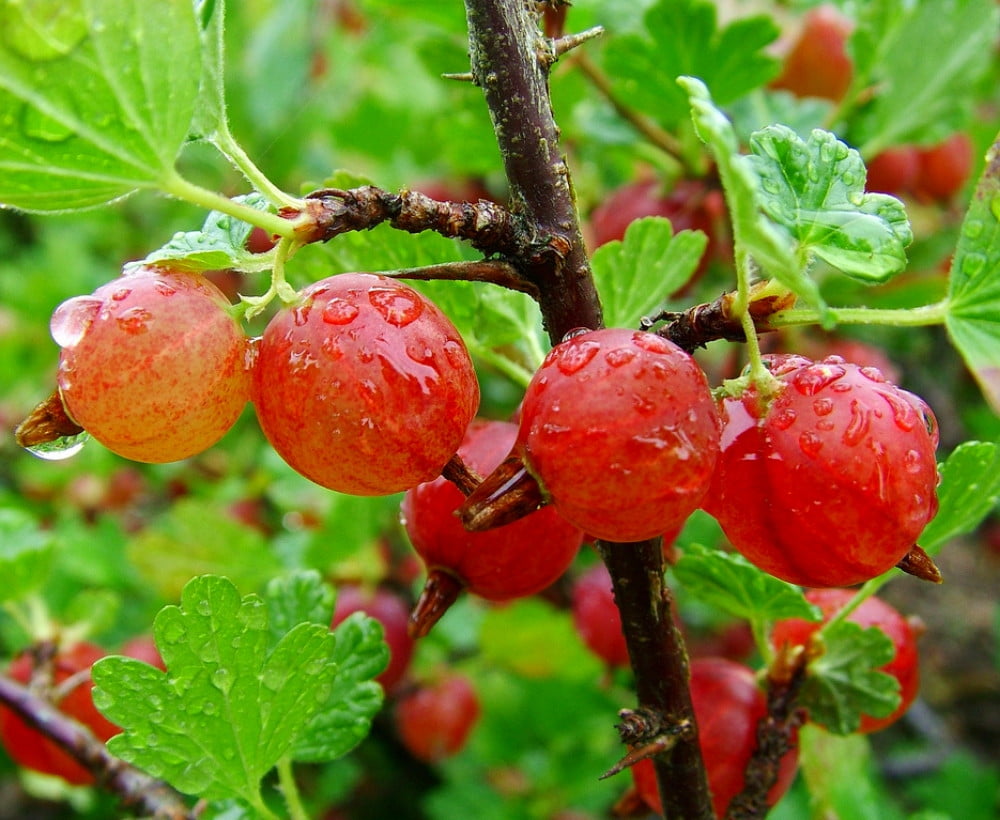 Gooseberry Shrub