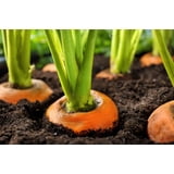 800 Seeds PARISIAN CARROT Parisienne Carrot Daucas Carota Sativus ...