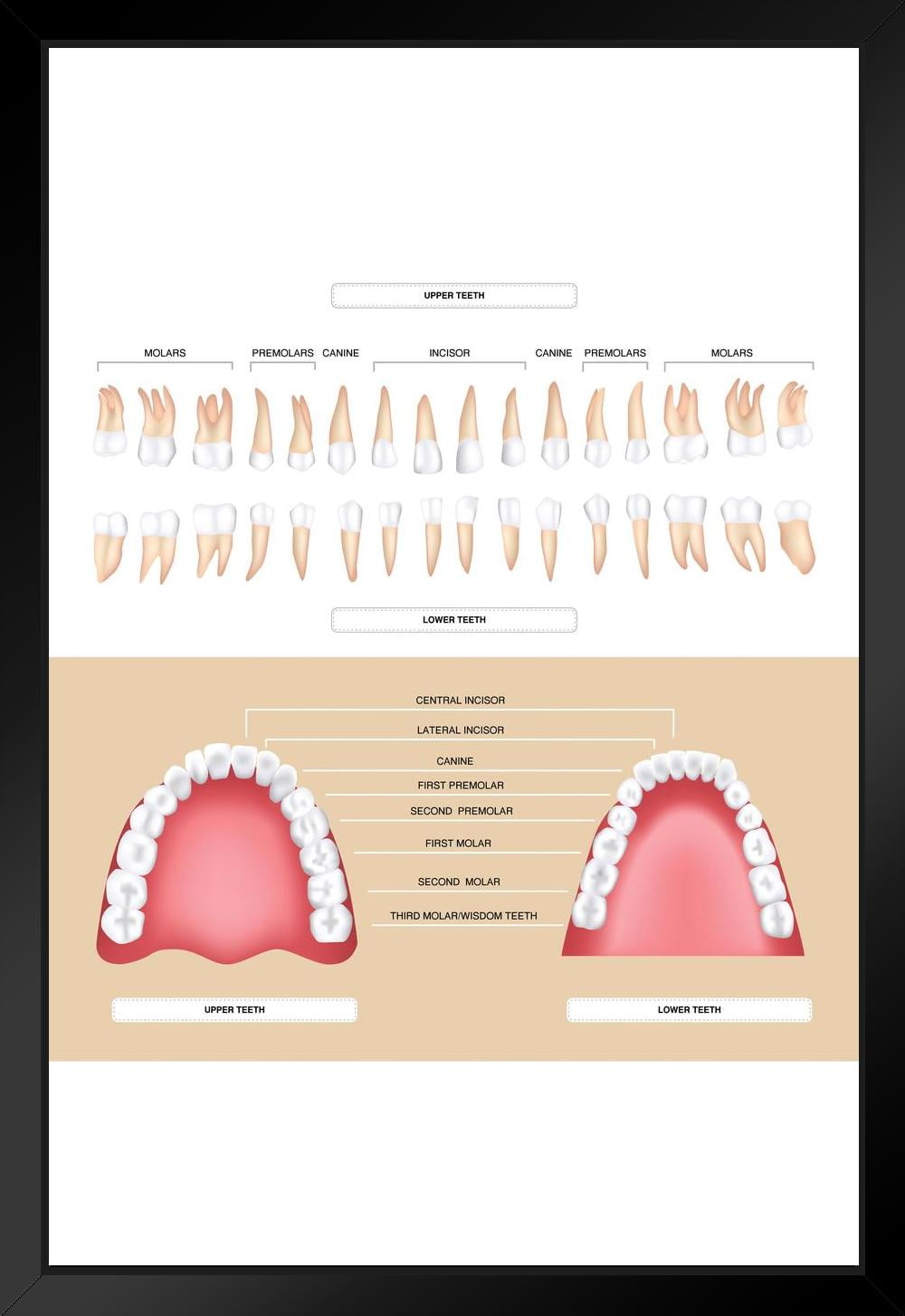 Human Dental Anatomy Permanent Tooth Diagram Educational Chart Black ...