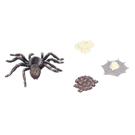 Gupbes Spider Growth Cycle,Insect Growth Cycle Model,Lifelike Spider ...