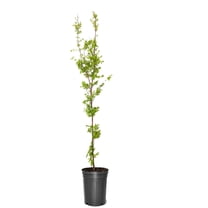 Expert Gardener 4-5' Maple Japanese Orangeola in 2 gal. Grower Pot ...