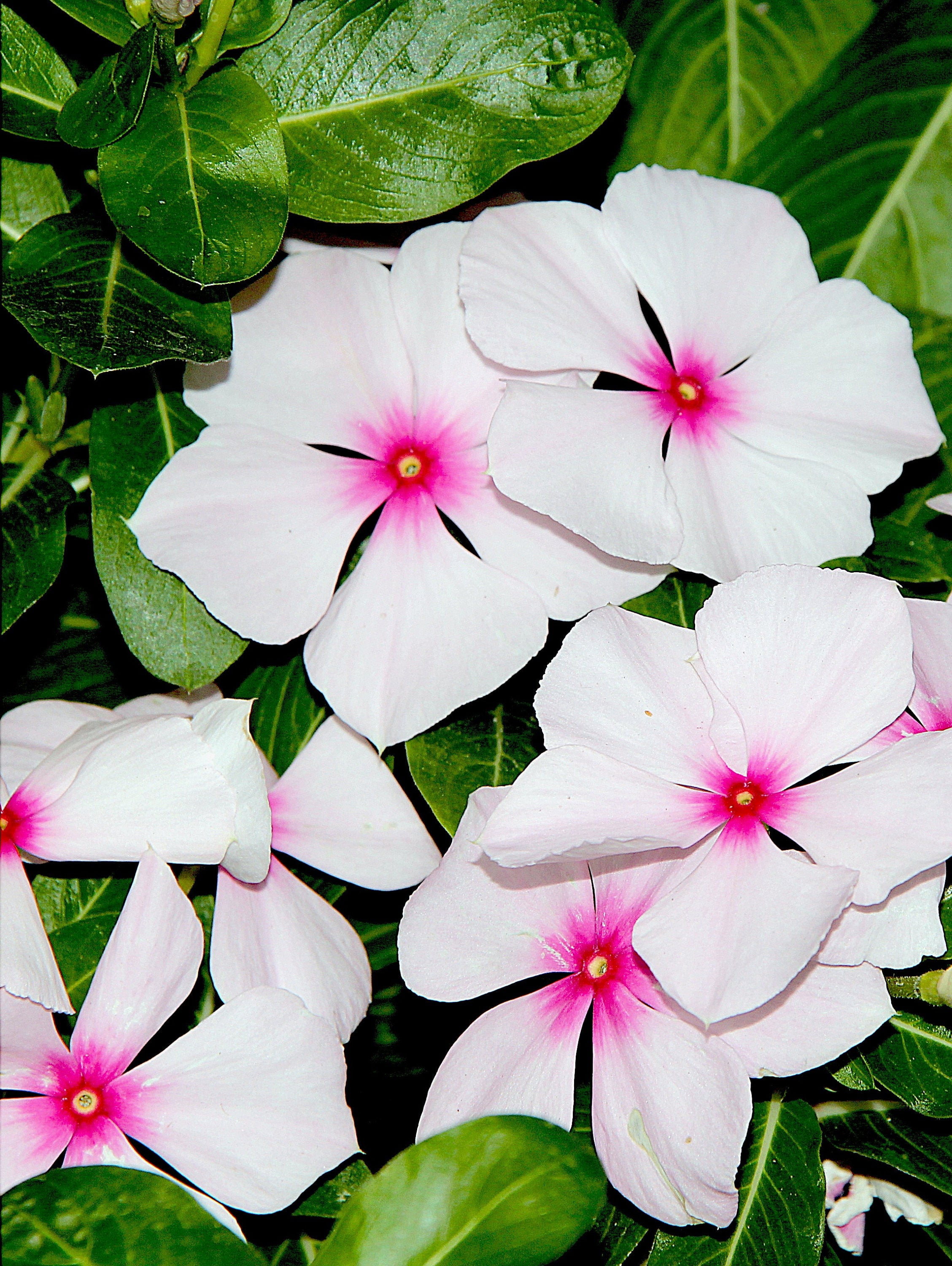 Pink Vinca Flower