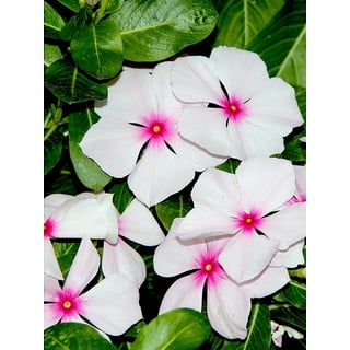 Vinca Rosea Pests