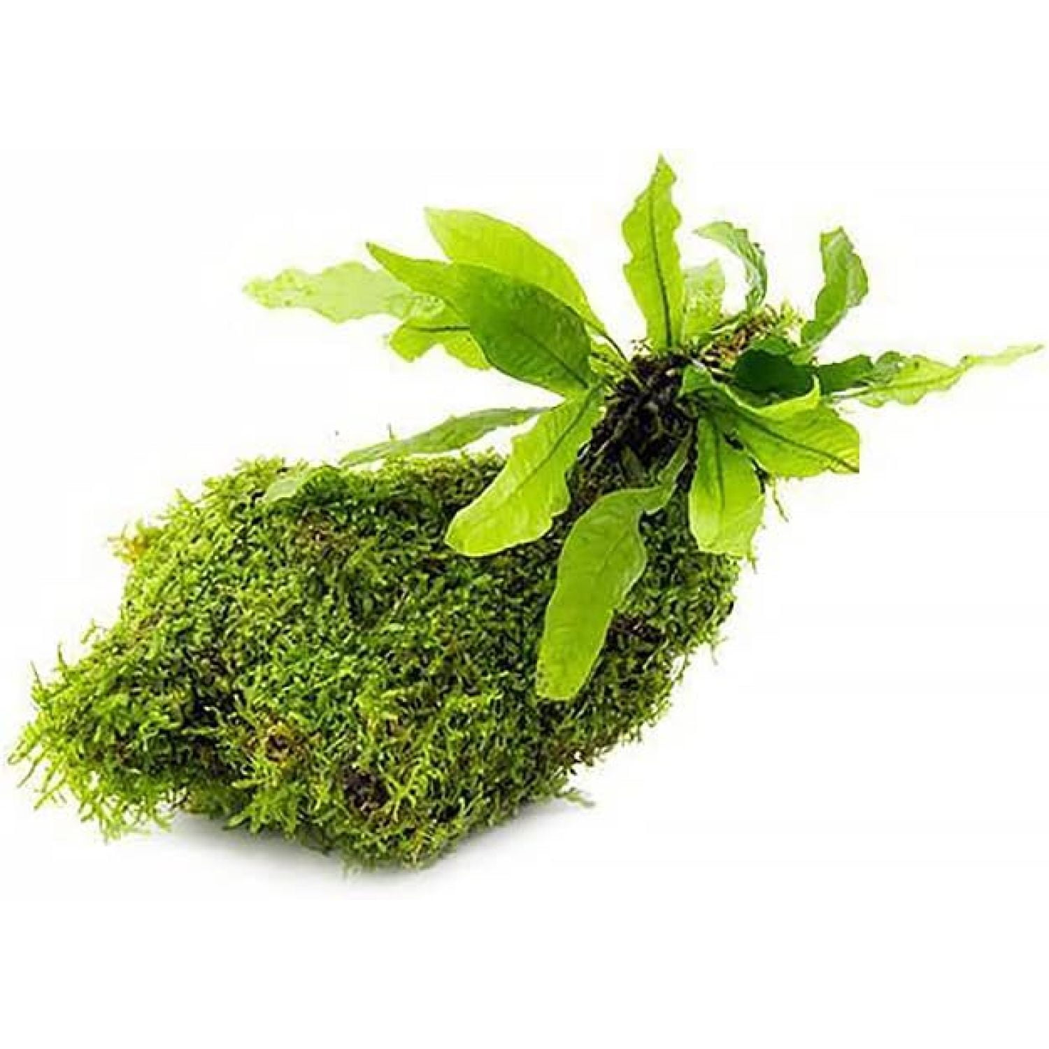 Bilot Live Aquarium Plants on Driftwood, Lava Rock, Moss, Fiber Mat ...