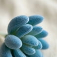 Unique Bargains 10Pcs Artificial Succulents 3.5" Buddha's Hand Blue ...