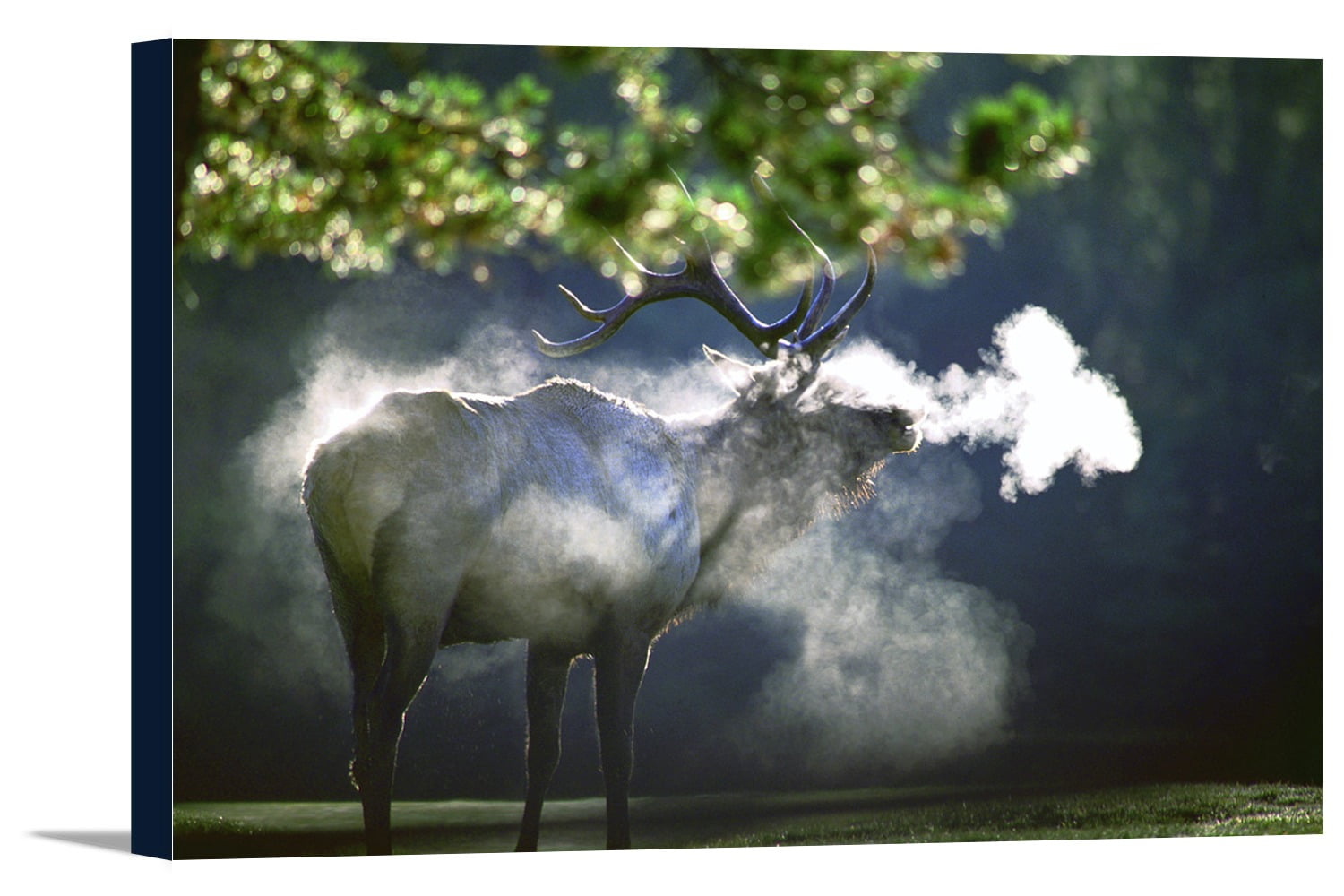 Elk Bellowing w/ Steam - Lantern Press Photography (James T. Jones ...