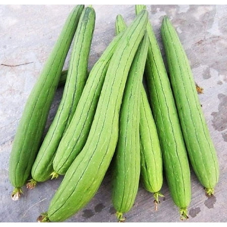 (20) Vegetable Edible Luffa Seeds , Long Smooth Sponge Gourd | Walmart ...