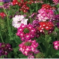 Set of 2 Mixed Color Verbena Live Plants 4-7 Inch Tall, Vibrant ...