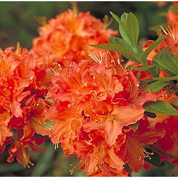 Mandarin Lights Deciduous Exbury Azalea - Very Hardy - 4" Pot - Walmart.com